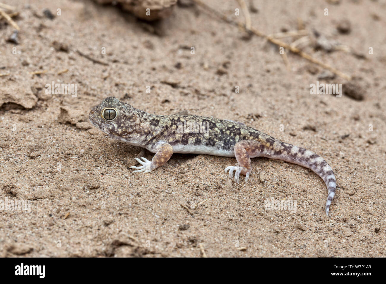 Common barking gecko hi-res stock photography and images - Alamy