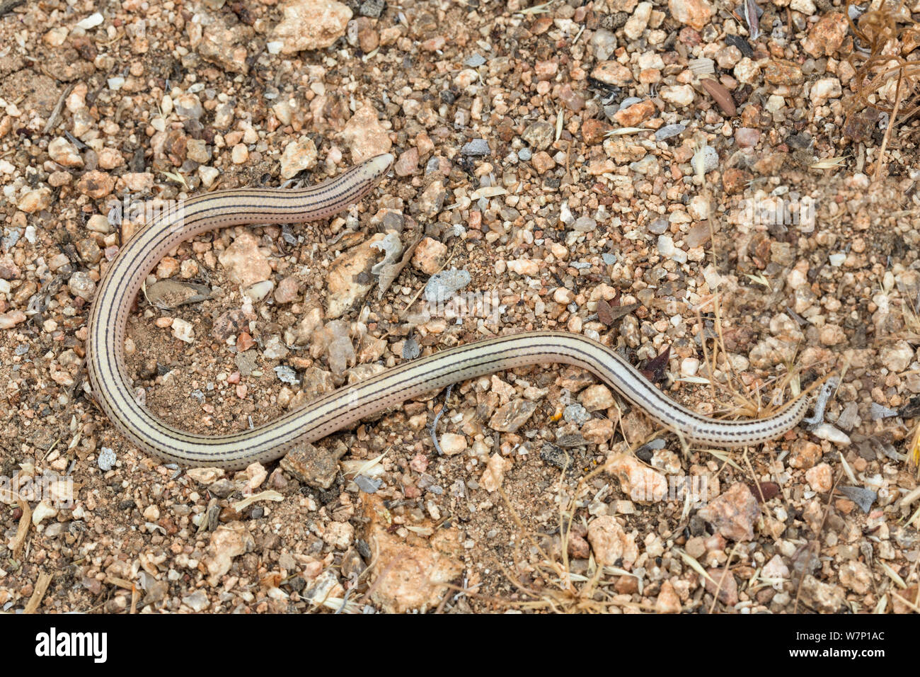 Striped legless skink (Acontias lineatus / litoralis). Springbok ...