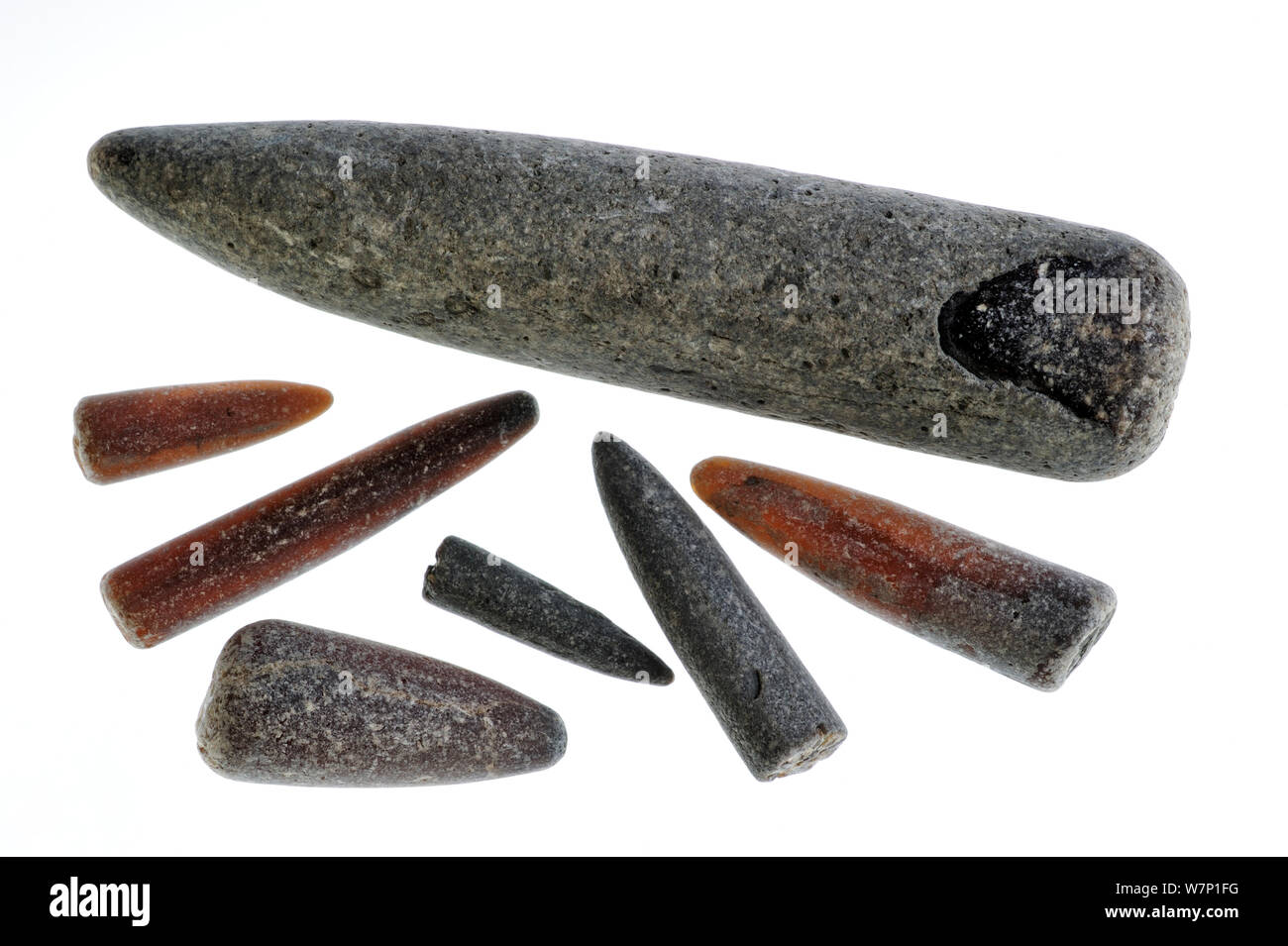 Fossil guards of belemnites / Belemnitida from Lyme Regis taken on ...