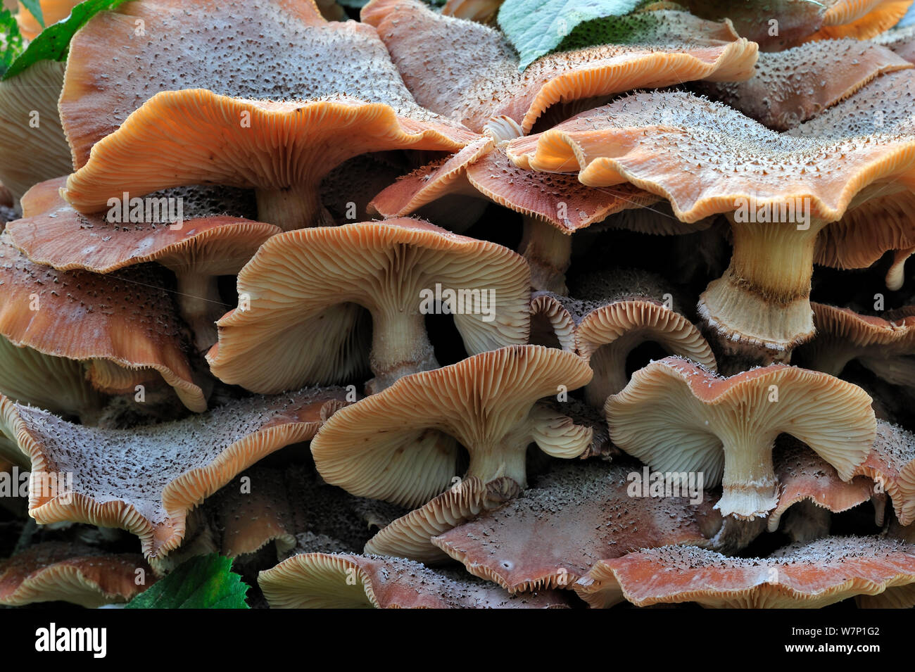 Groups of fungi hi-res stock photography and images - Alamy