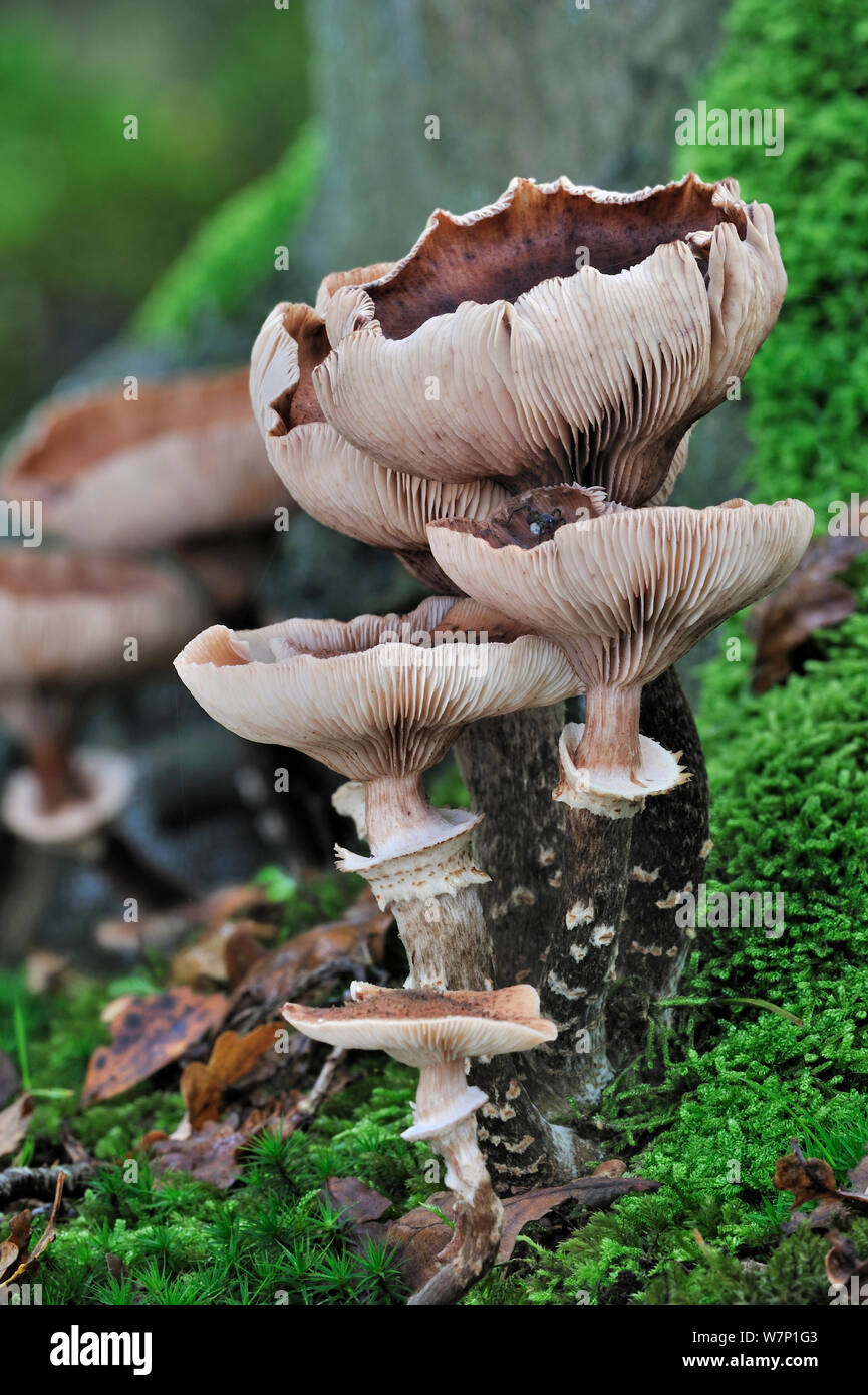 Dark honey fungus (Armillaria ostoyae / solidipes) in autumn forest ...