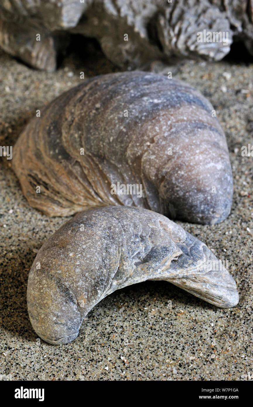 Devils toenail hi-res stock photography and images - Alamy