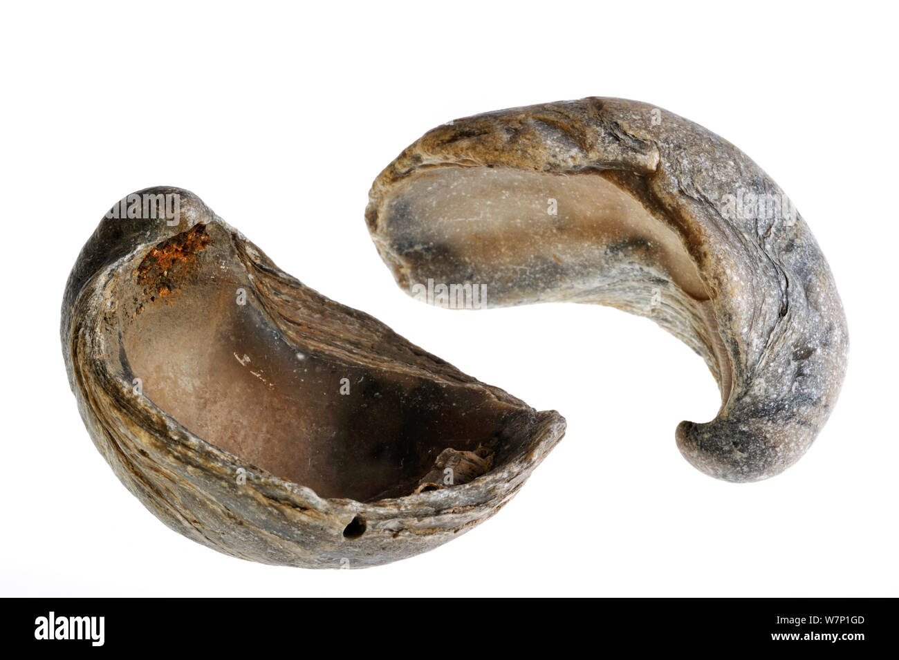 Bivalve fossils hi-res stock photography and images - Alamy