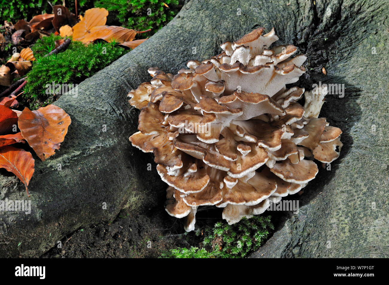 Hen of the Woods fungus (Grifola frondosa) growing from base of tree in ...