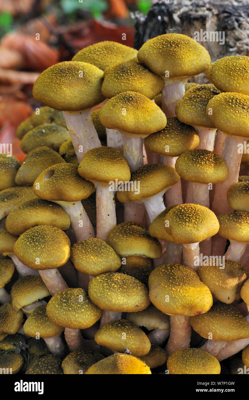 Clusters of fungi hi-res stock photography and images - Alamy