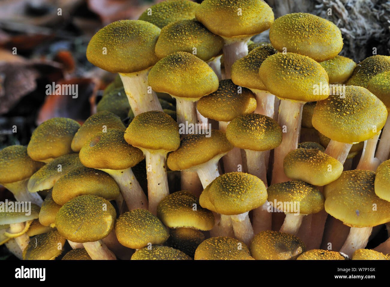 Clusters of fungi hi-res stock photography and images - Alamy
