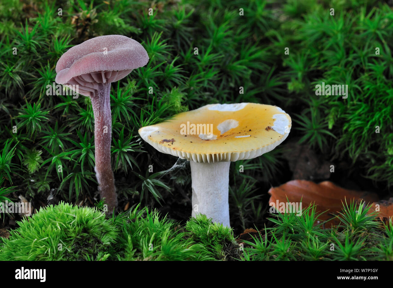 Common yellow russula (Russula ochroleuca) and Amethyst deceiver fungus ...