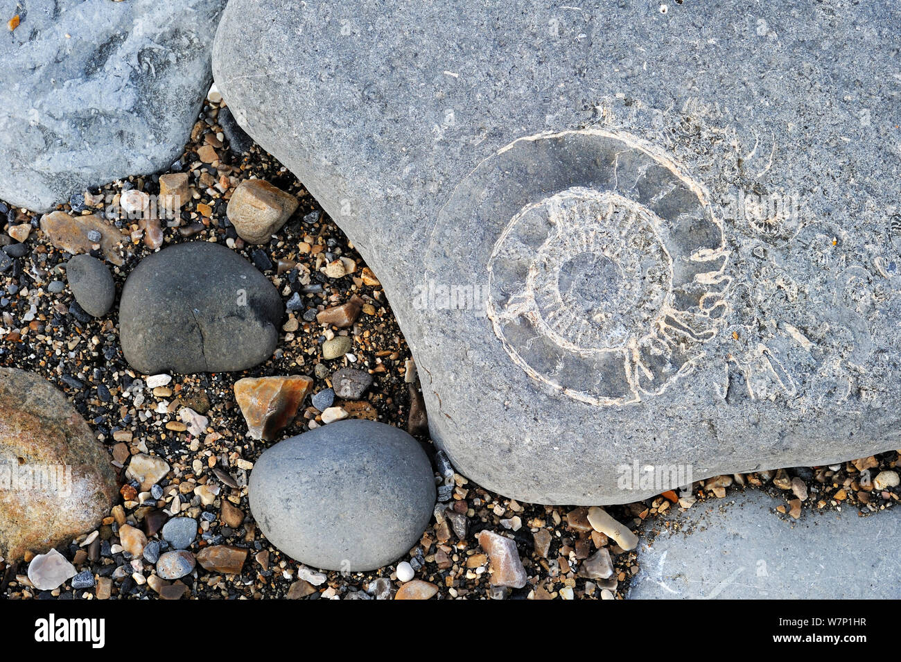 Fossils in rocks on beach hi-res stock photography and images - Alamy