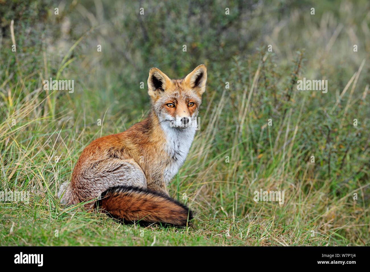 Red fox (Vulpes vulpes) sitting in thicket, the Netherlands, October Stock Photo - Alamy