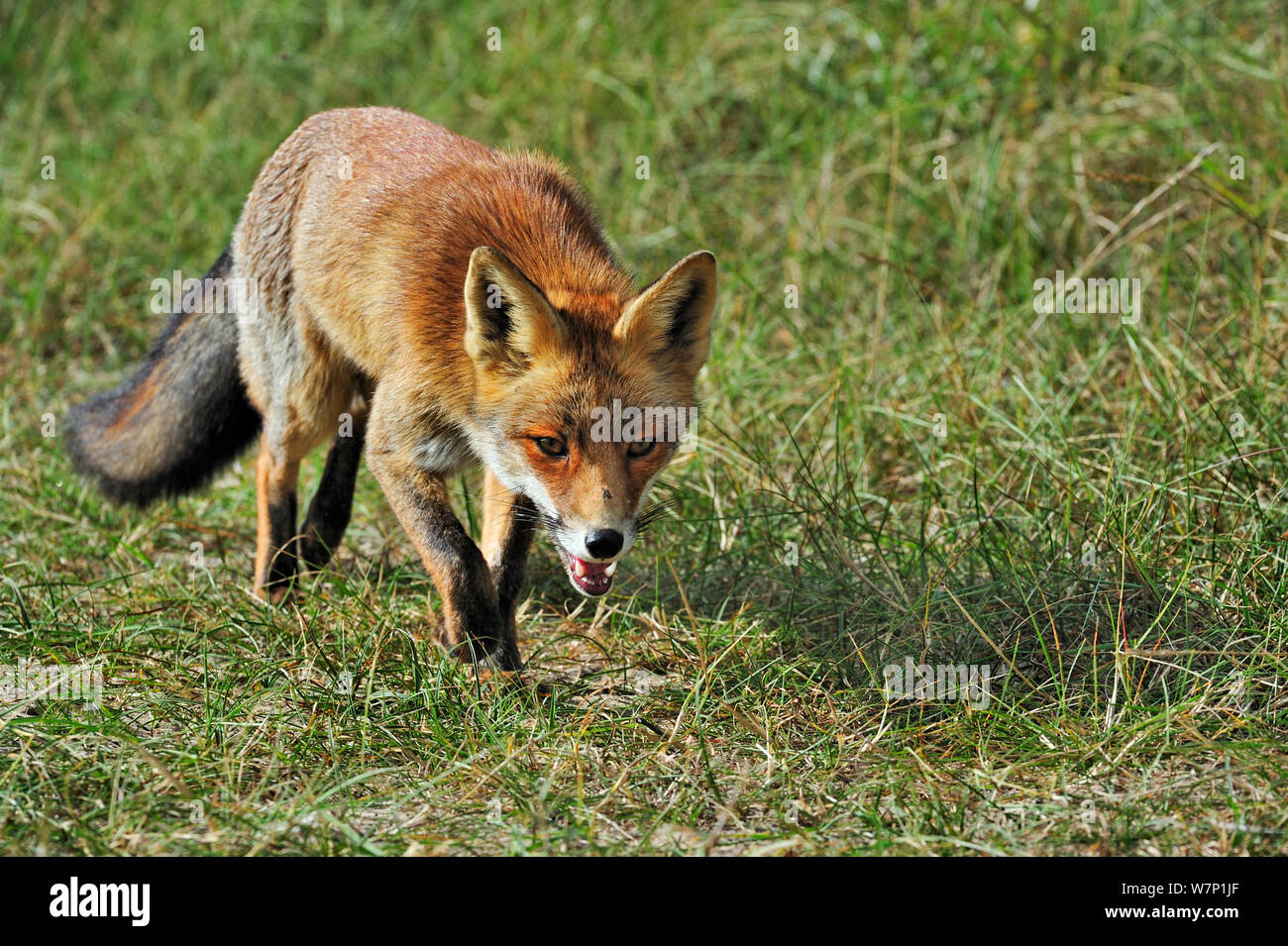 Red fox (Vulpes vulpes) stalking prey in meadow, the Netherlands ...