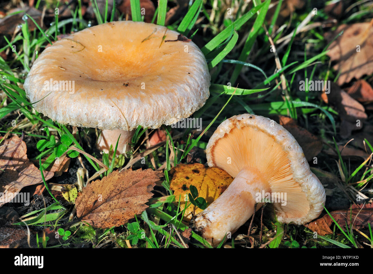 Woolly milkcap / Bearded milk cap fungus (Lactarius torminosus) growing ...