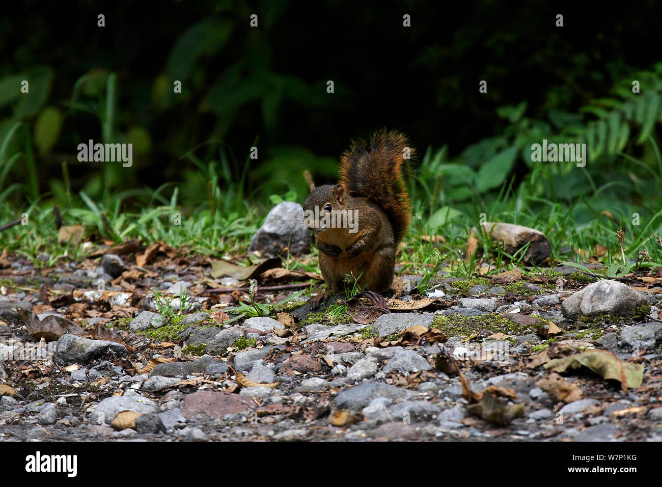 Bang's Mountain Squirrel (Syntheosciurus brochus). Las Nubes National ...