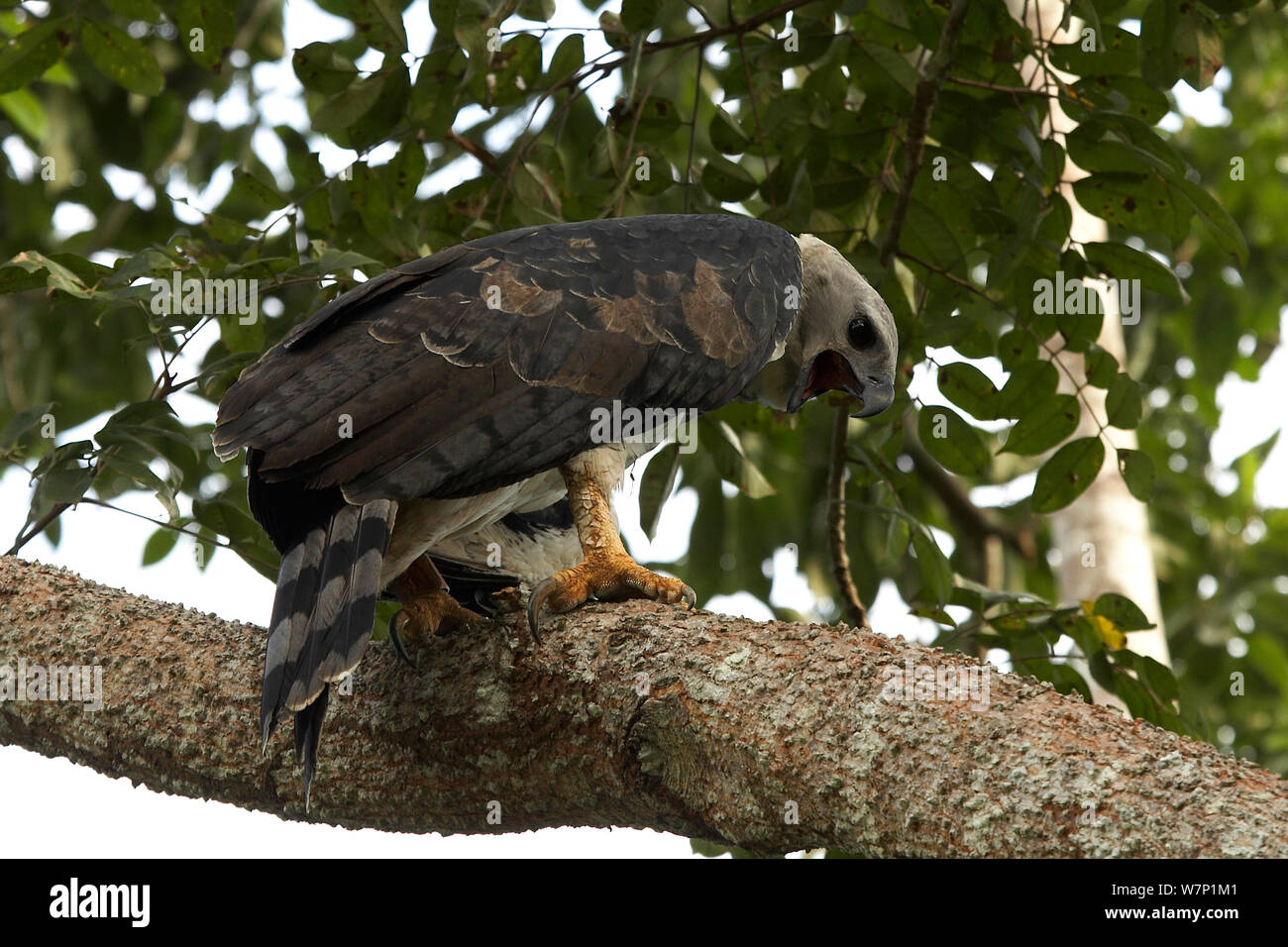 Harpy Eagle (Harpia harpyja). Gamboa, Soberania National Park, Panama ... Harpy Eagle (Harpia harpyja). Gamboa, Soberania National Park, Panama ...