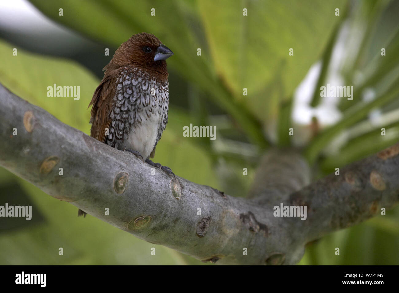 Scale-breasted Munia / Nutmeg Manakin (Lonchura punctulata). Flic-en ...