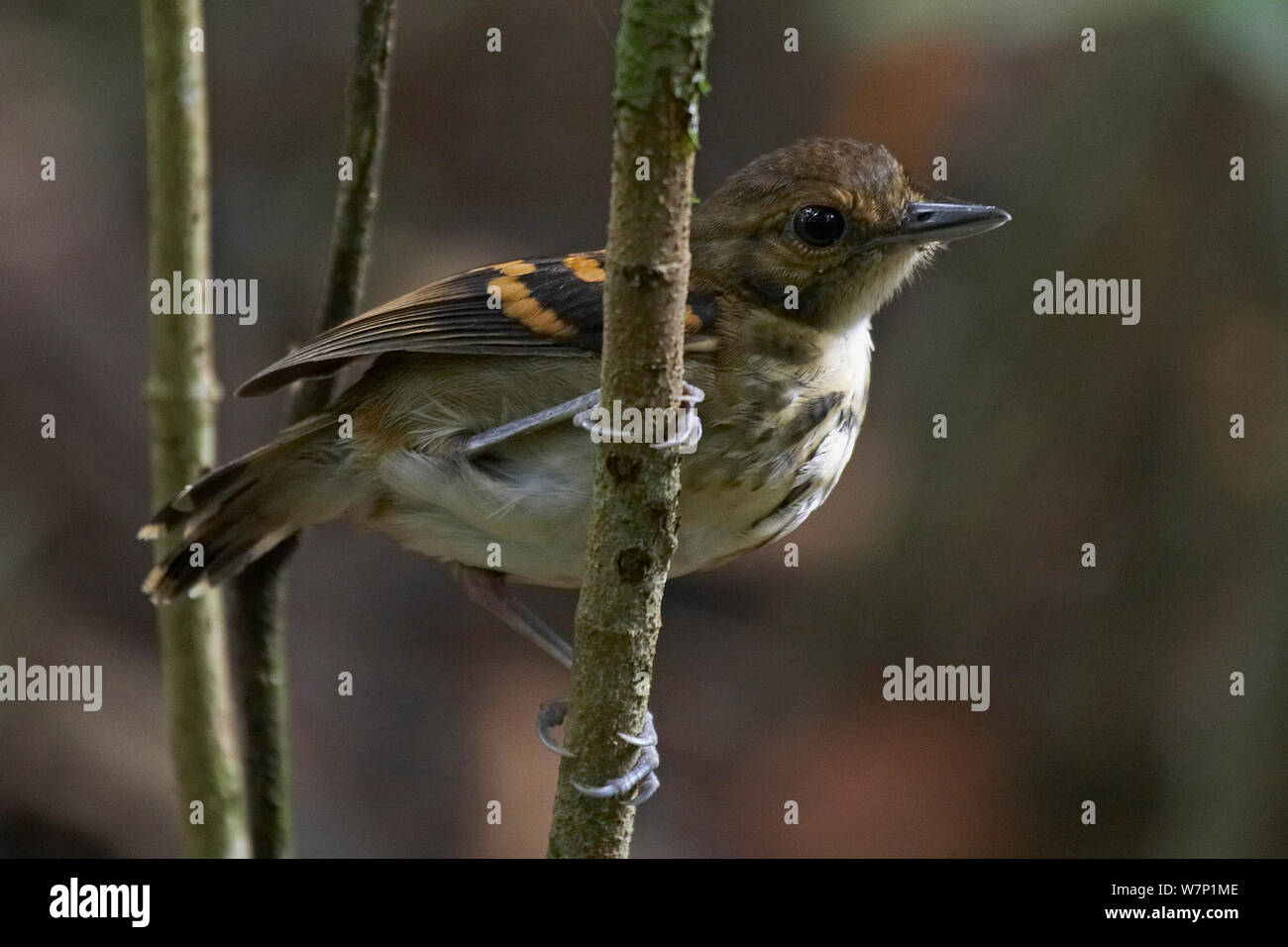 Spotted Antbird (Hylophylax naeviodes) female. Soberania National Park ...