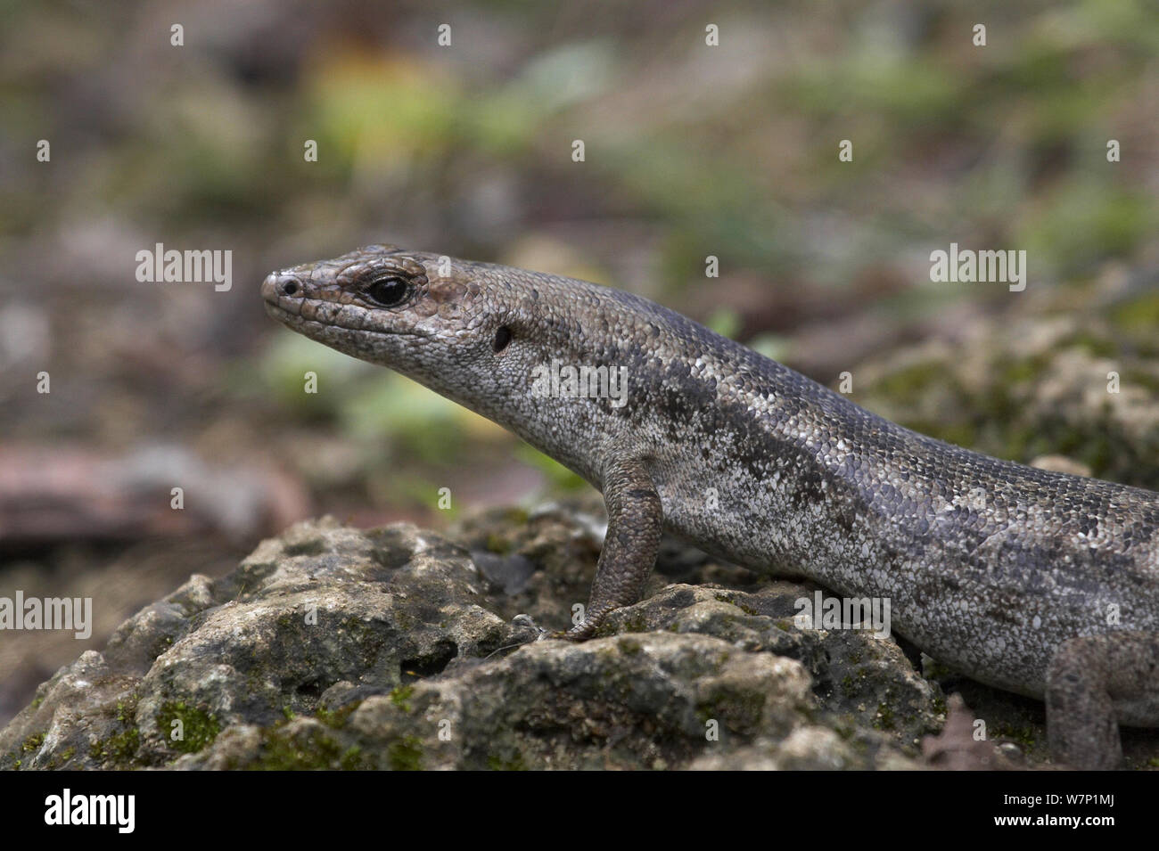Mauritius reptiles hi-res stock photography and images - Alamy