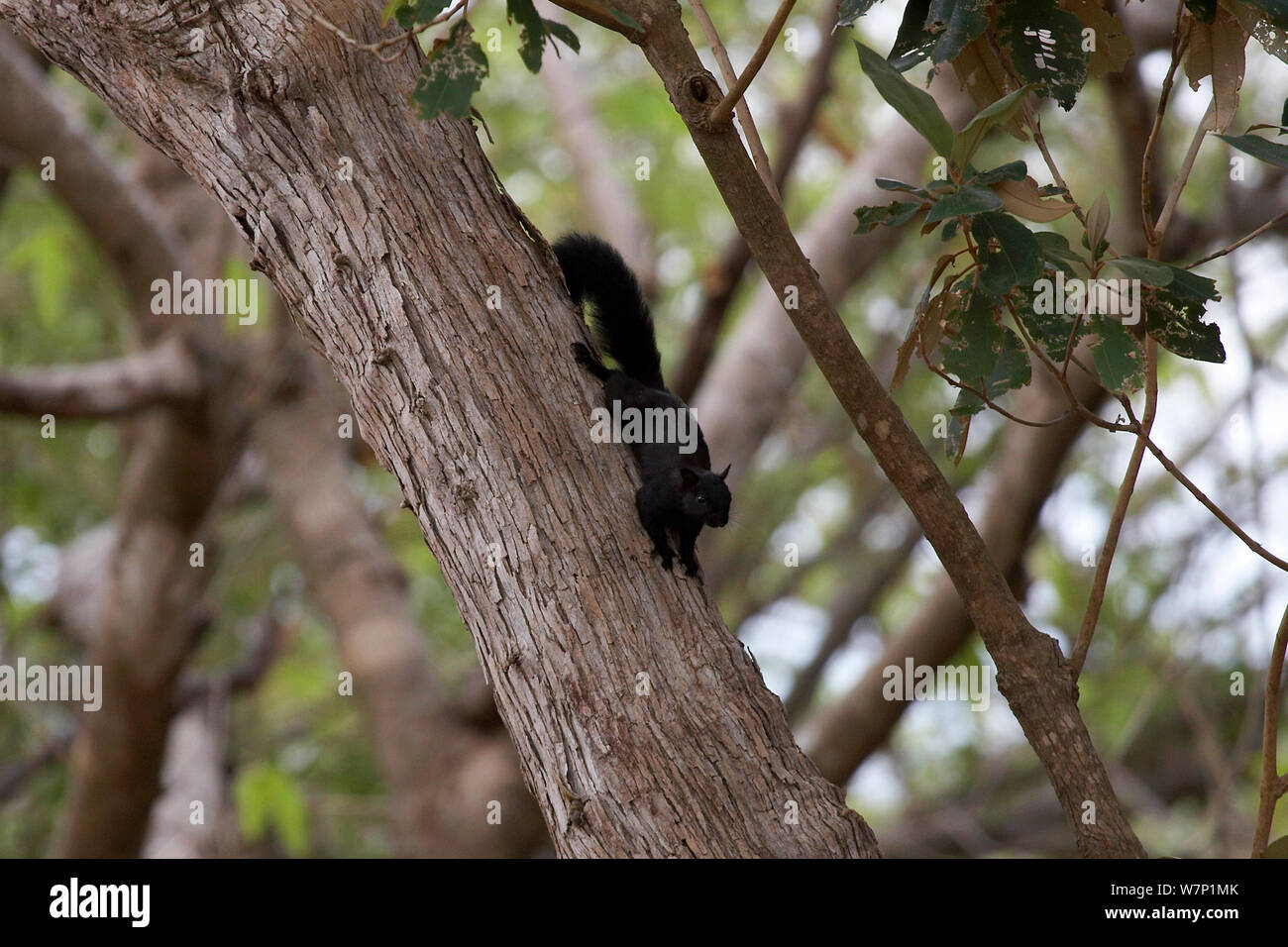 Panama squirrel hi-res stock photography and images - Alamy