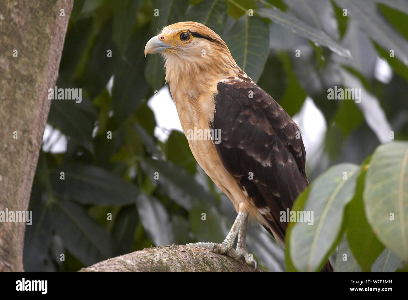 Yellow-headed Caracara (Milvago chimachima). Gamboa, Soberania National ...