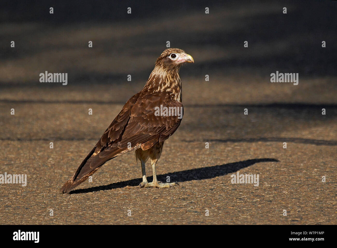 Yellow-headed Caracara (Milvago chimachima) juvenile. Gamboa, Soberania ...
