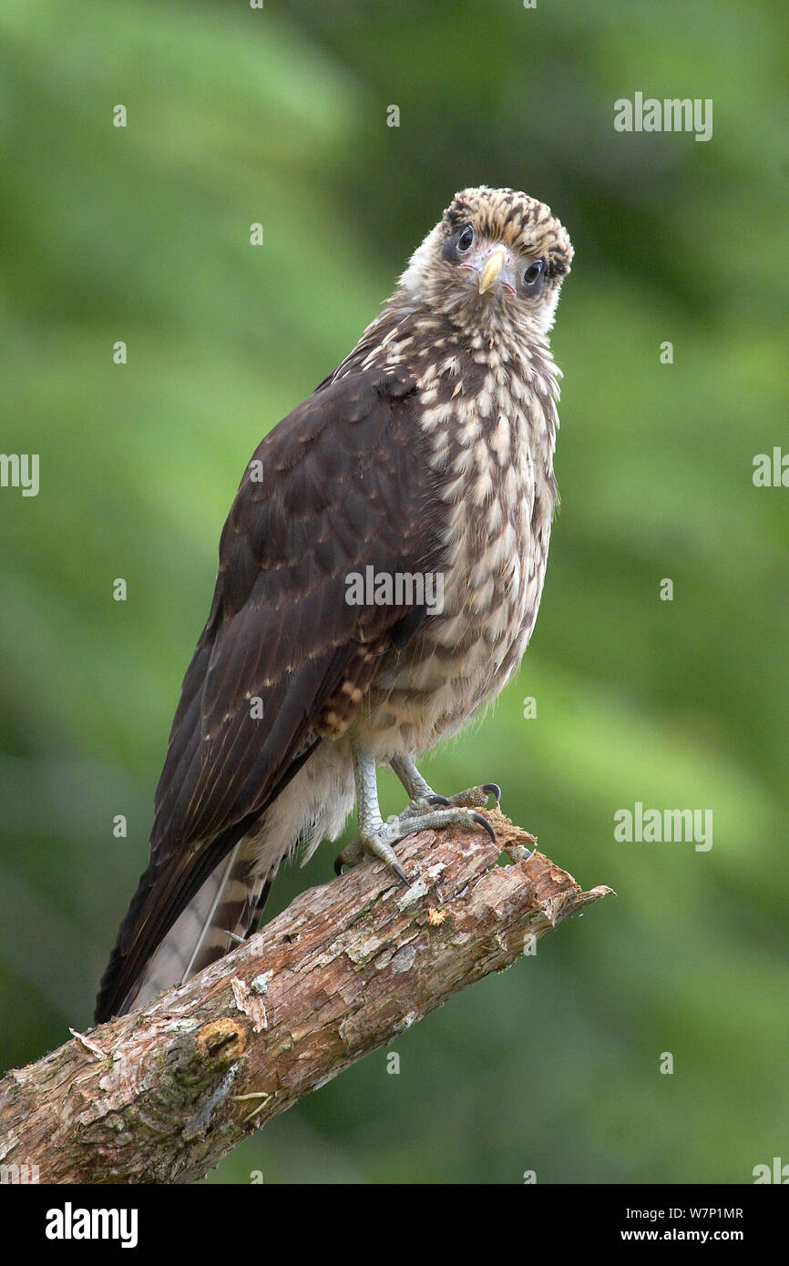 Yellow-headed Caracara (Milvago chimachima) juvenile. Gamboa, Soberania ...