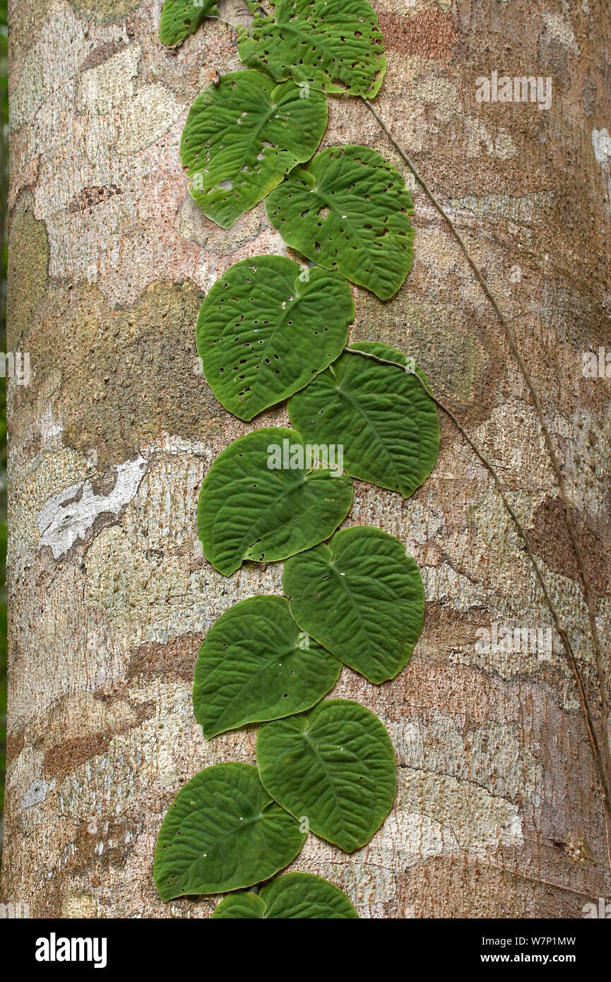 Leaves of vine growing on tree. Soberania National Park, Panama Stock ...