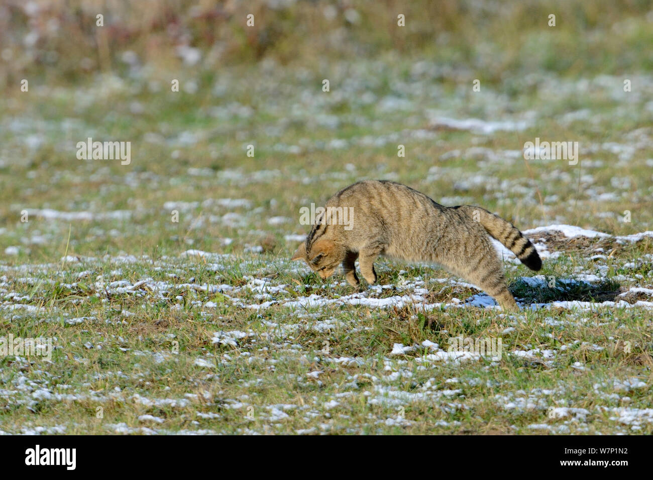 Wild Cat (Felis silvestris) pouncing, hunting. Vosges, France, October ...