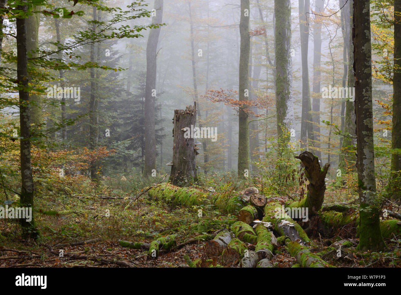 Beech (Fagus) forest in autumn. Vosges mountains, France, October Stock ...