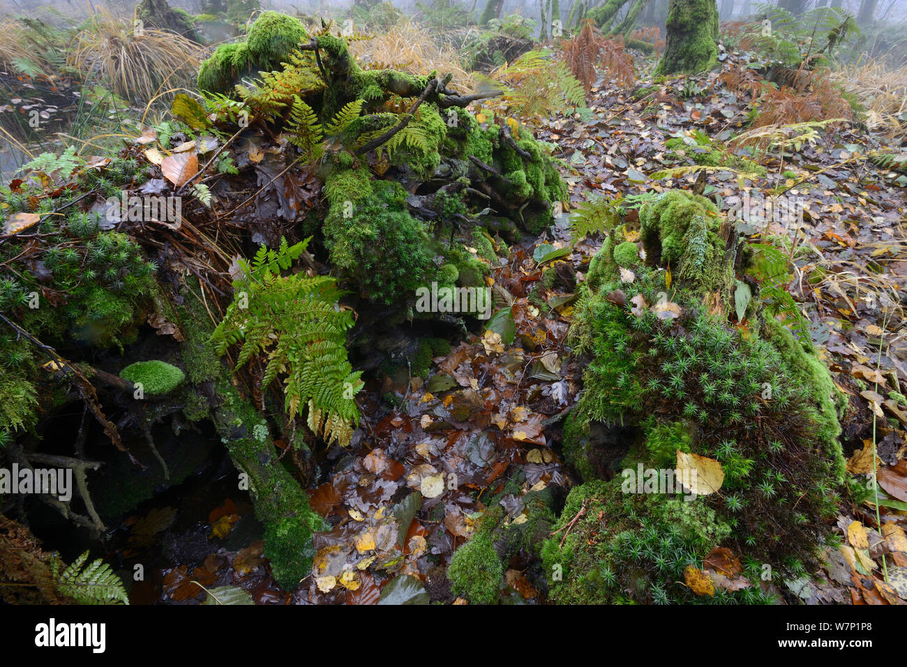 Dead trunks hi-res stock photography and images - Alamy