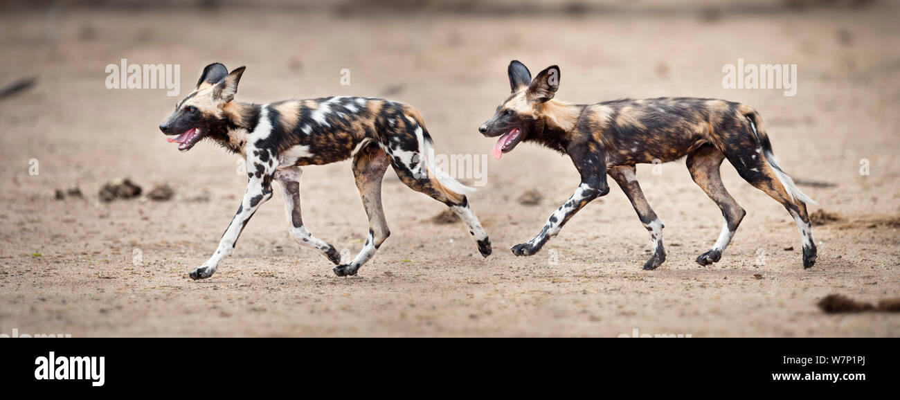 African wild dogs lycaon pictus hi-res stock photography and images - Alamy