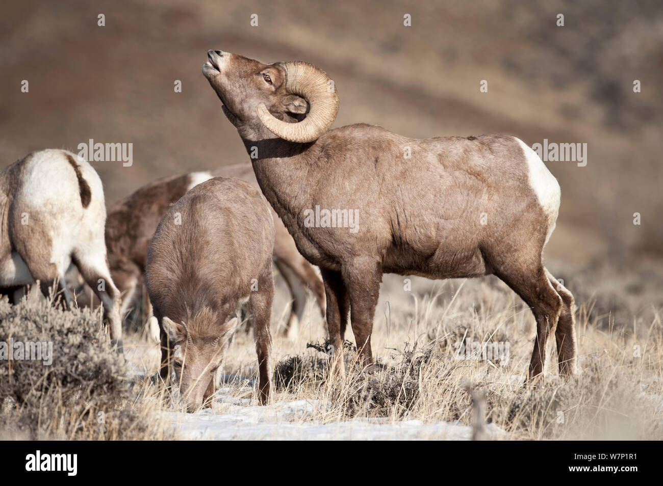 Male Bighorn Sheep (Ovis canadiensis) exhibiting flehmen response after ...