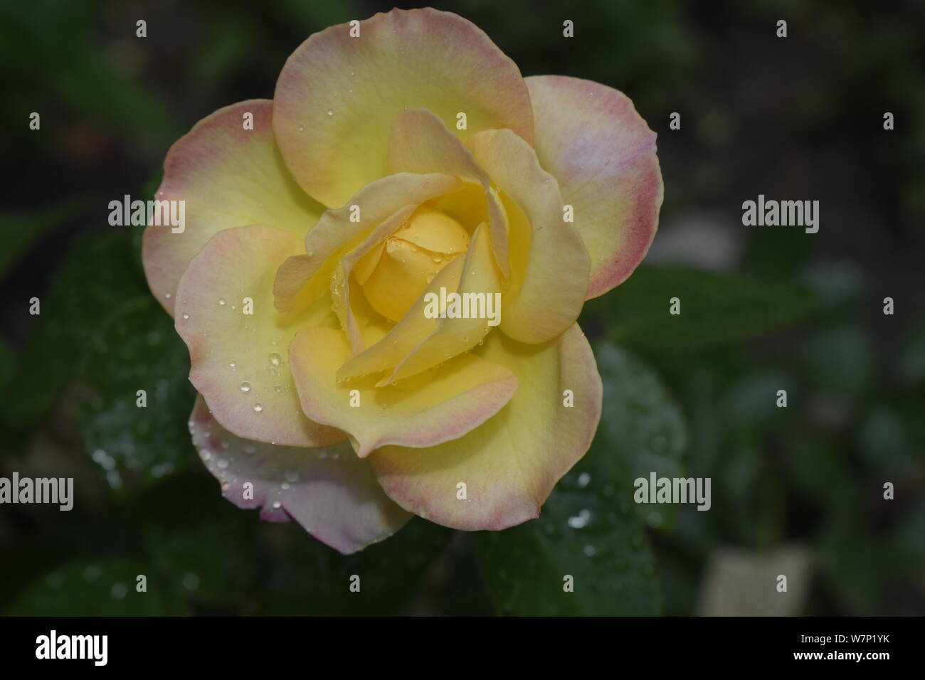 A Plant with colour changing roses. Multicolour roses with amazing ...