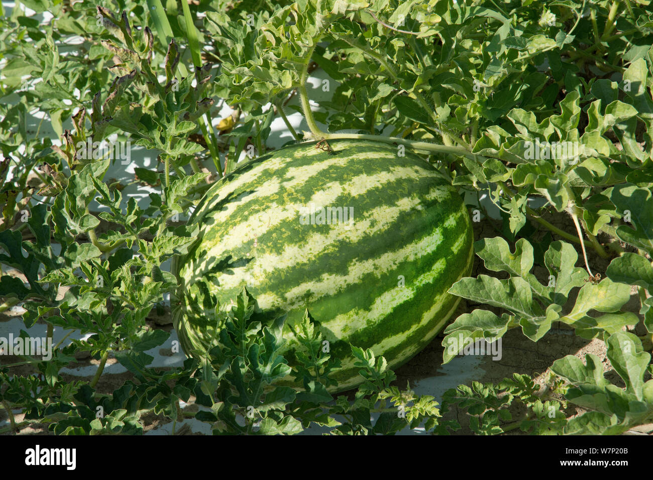 Plant and fruit of watermelon Stock Photo - Alamy