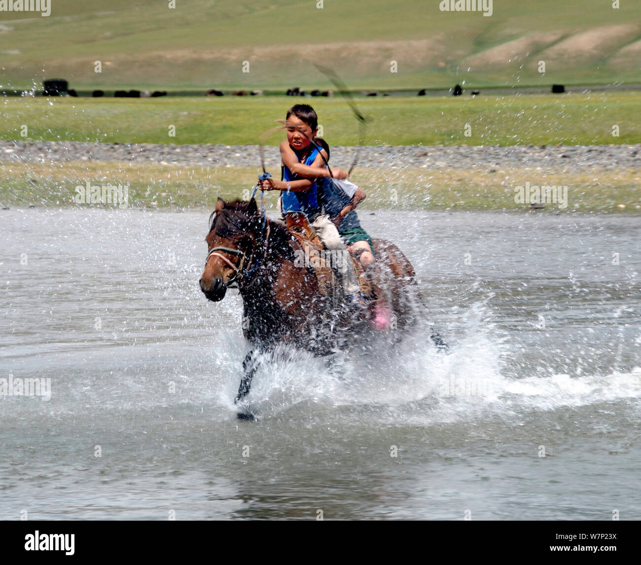 Two children cross a river on a galloping horse in central Mongolia ...