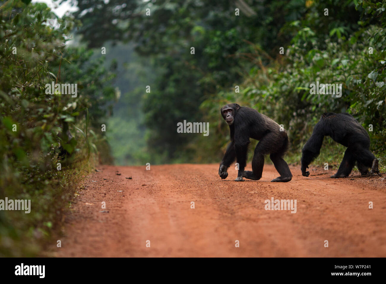 Guinea africa road hi-res stock photography and images - Alamy