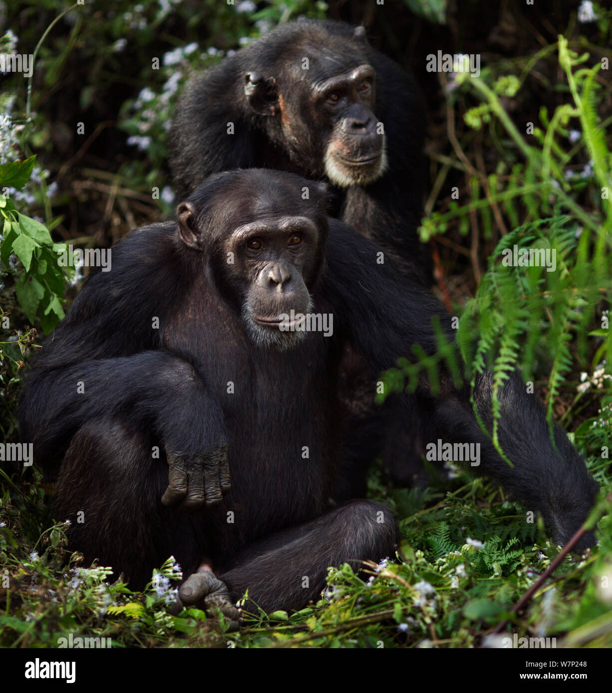 Chimp sitting in the forest hi-res stock photography and images - Alamy