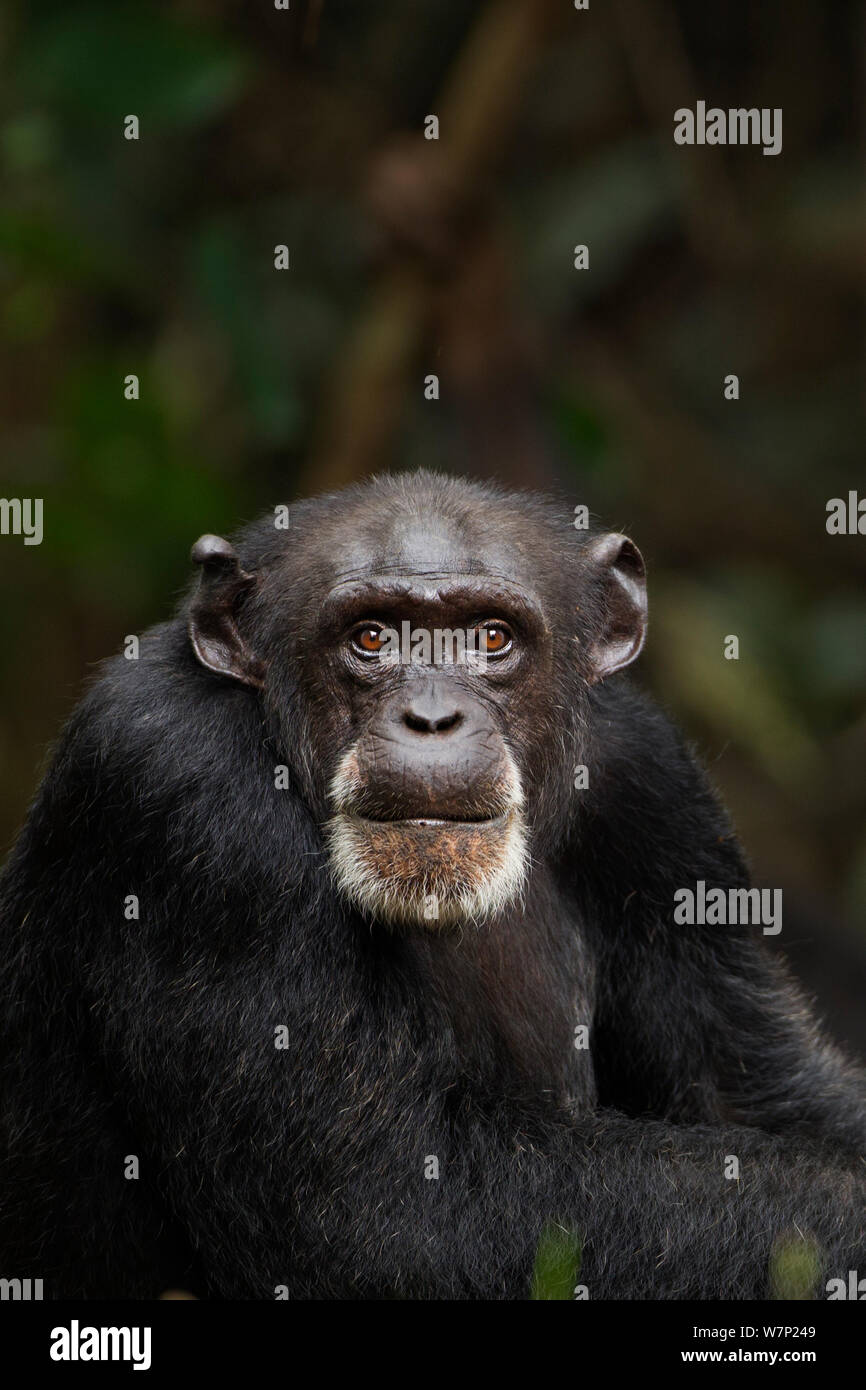 Western chimpazee (Pan troglodytes verus) female 'Jire' aged 52 years ...