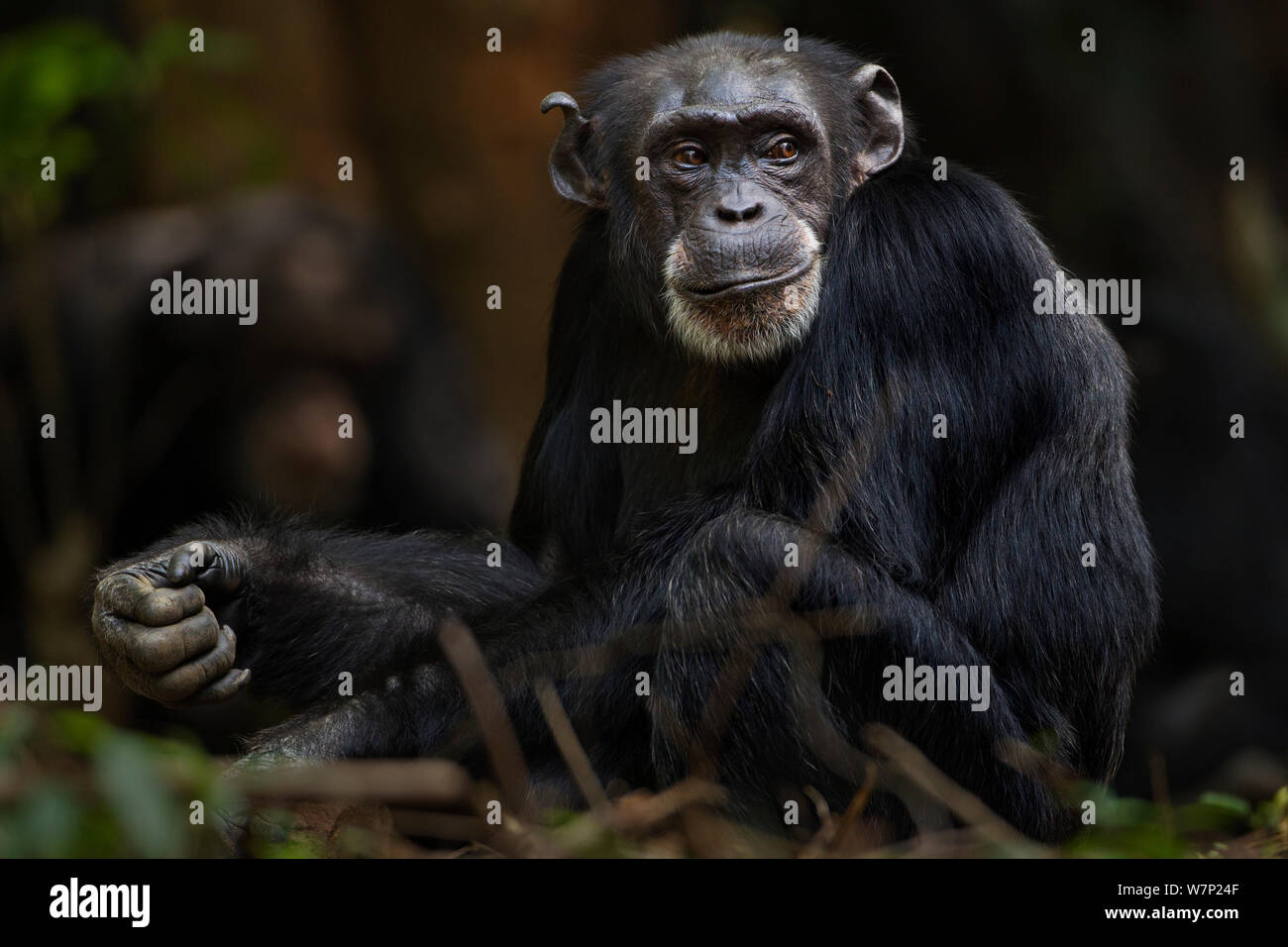 Chimpanzee with grey hair hi-res stock photography and images - Alamy