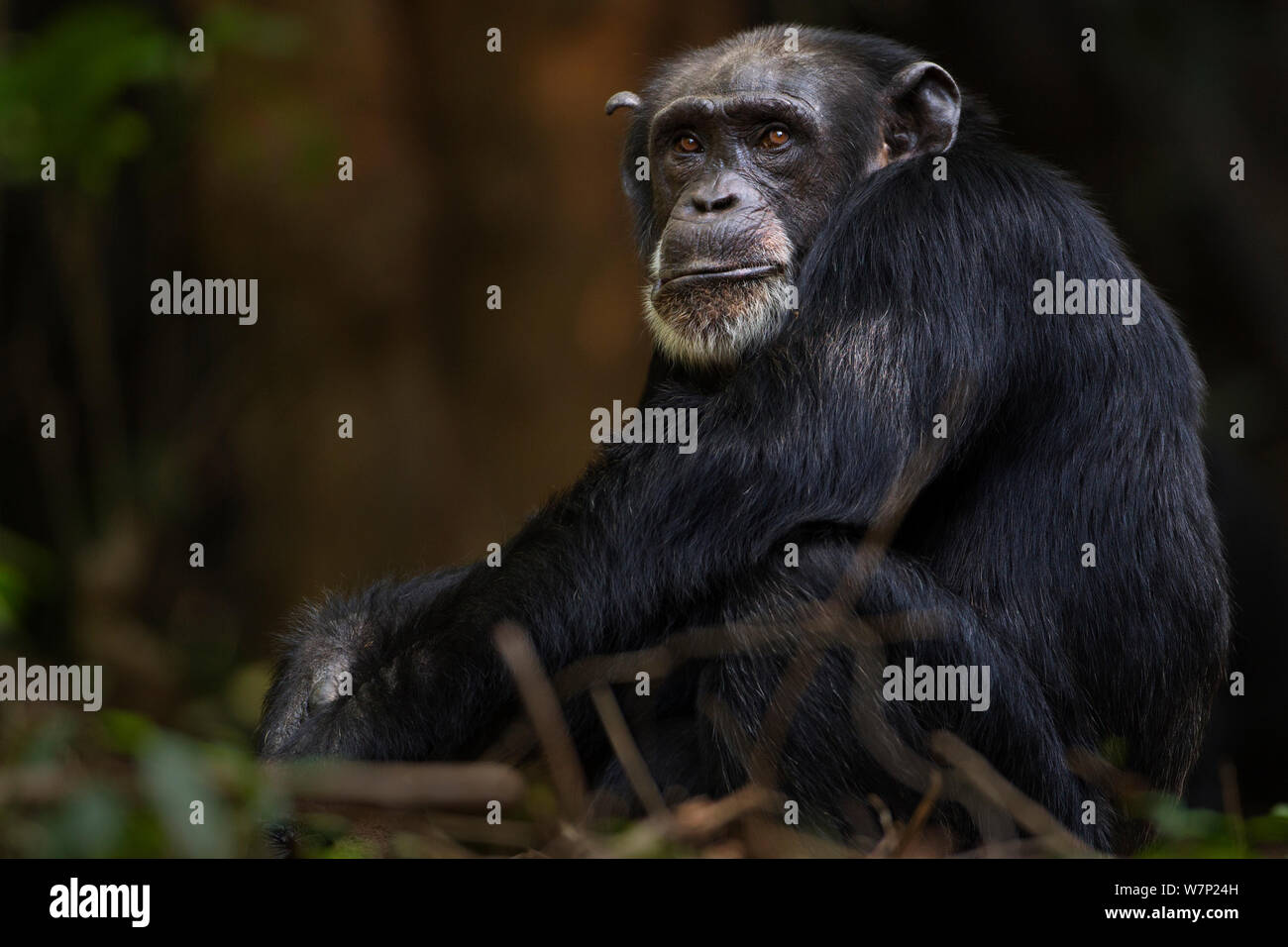 Western chimpazee (Pan troglodytes verus) female 'Jire' aged 52 years ...