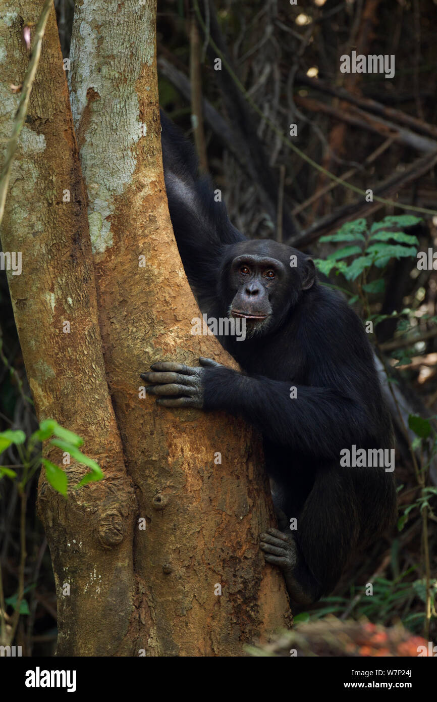 Chimp drinking hi-res stock photography and images - Alamy