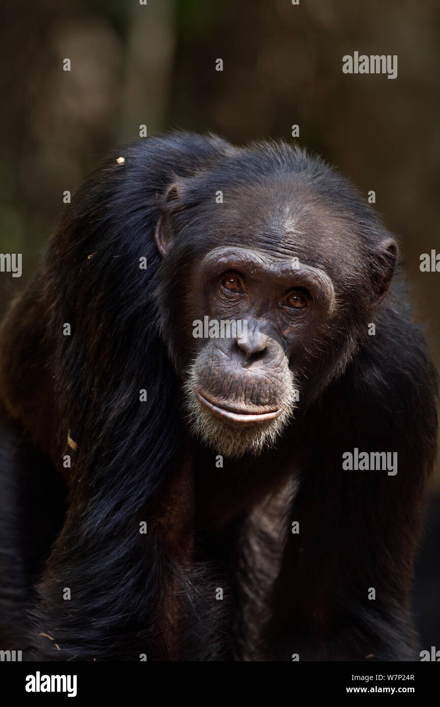Western chimpazee (Pan troglodytes verus) young male 'Peley' aged 12 ...