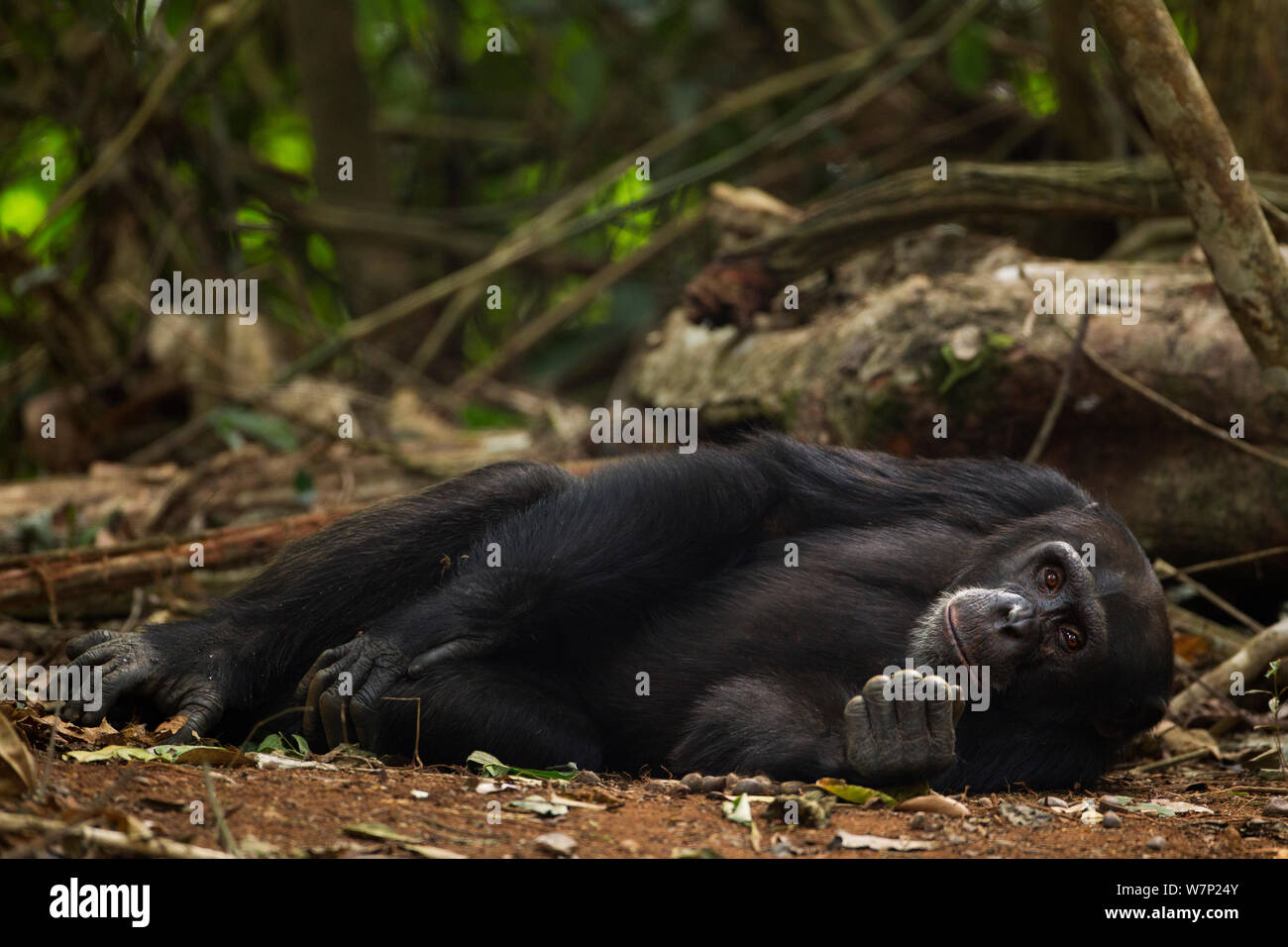 Western chimpazee (Pan troglodytes verus) young male 'Peley' aged 12 ...