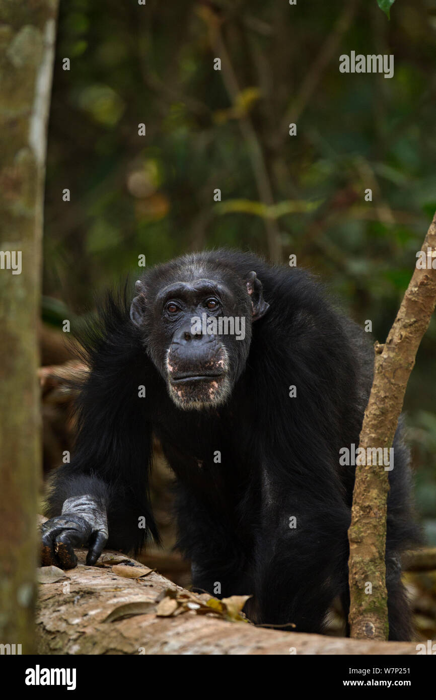 Western chimpazee (Pan troglodytes verus)female 'Velu' aged 51 years ...