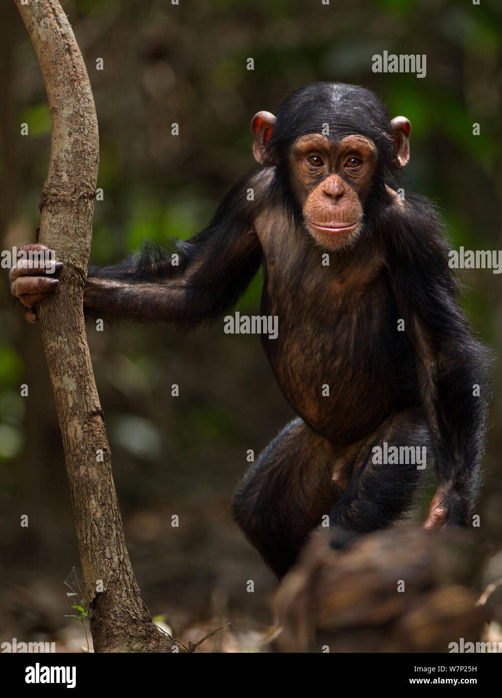 Young chimpazee hi-res stock photography and images - Alamy