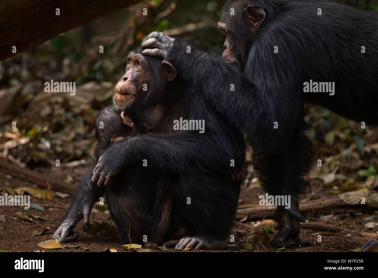 Female chimpanzee males hi-res stock photography and images - Alamy