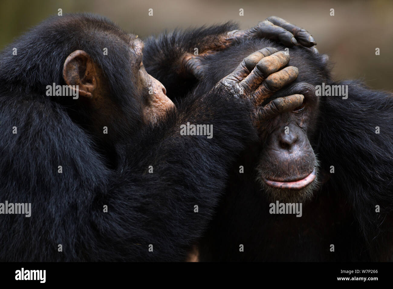 Chimpanzee social behaviour hi-res stock photography and images - Alamy