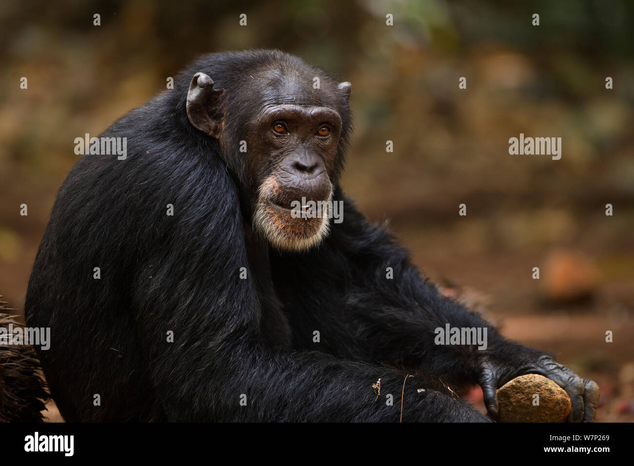 Western chimpazee (Pan troglodytes verus) female 'Jire' aged 52 years ...