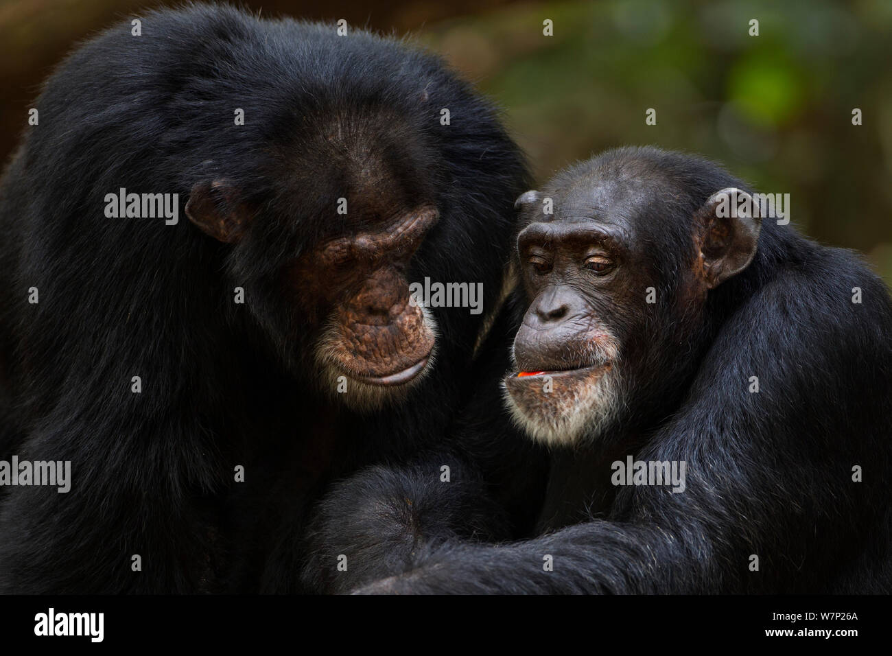 Female chimpanzee males hi-res stock photography and images - Alamy