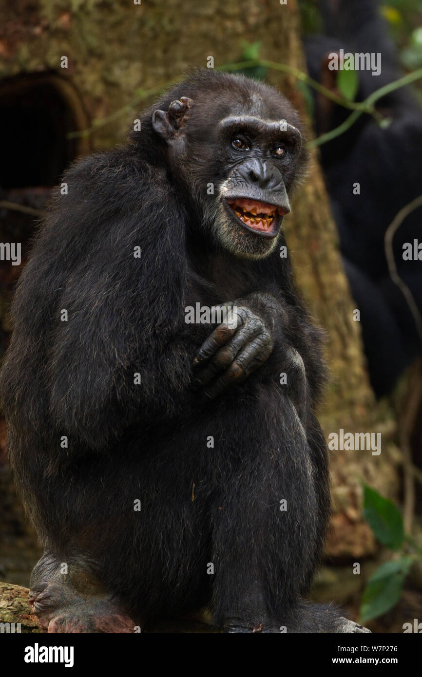 Western chimpazee (Pan troglodytes verus) female 'Pama' aged 43 years ...