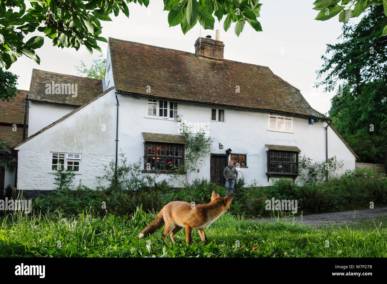 Red fox (Vulpes vulpes) in suburban garden, watching photographer Terry ...