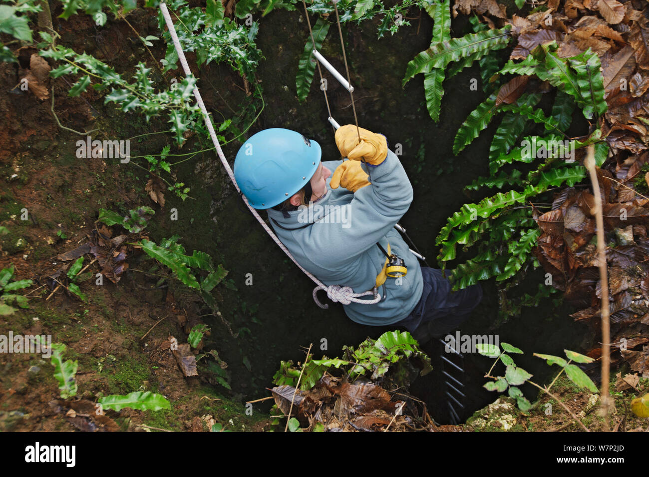 Member of Kent Bat Group descending into deneholes for hibernating bats ...